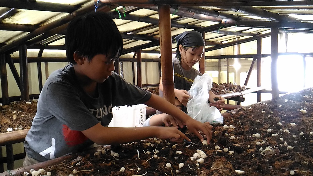 Asyiknya Belajar Budidaya Jamur Merang di Kademangan Mushroom Farm ...